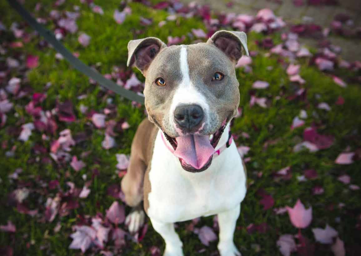 Pit Bull and Staffordshire Terrier | Beyond the Dog